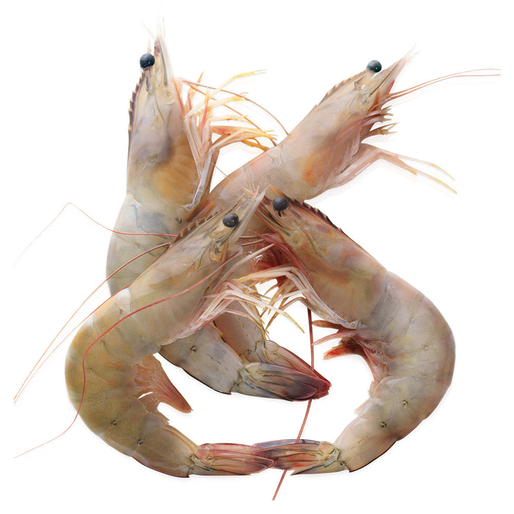 Indigo White Ecuadorian Shrimp U/5 Head On | 4 lb – BoxNCase