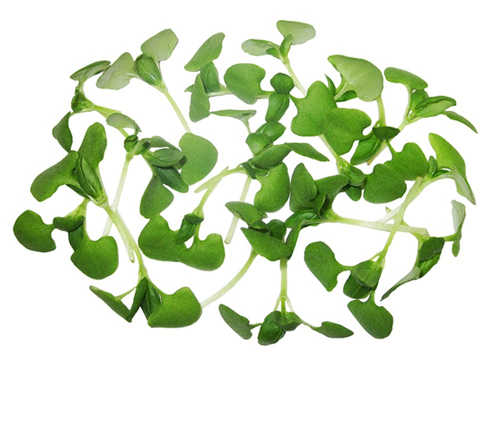 Koppert Cress Micro Italian Basil – BoxNCase