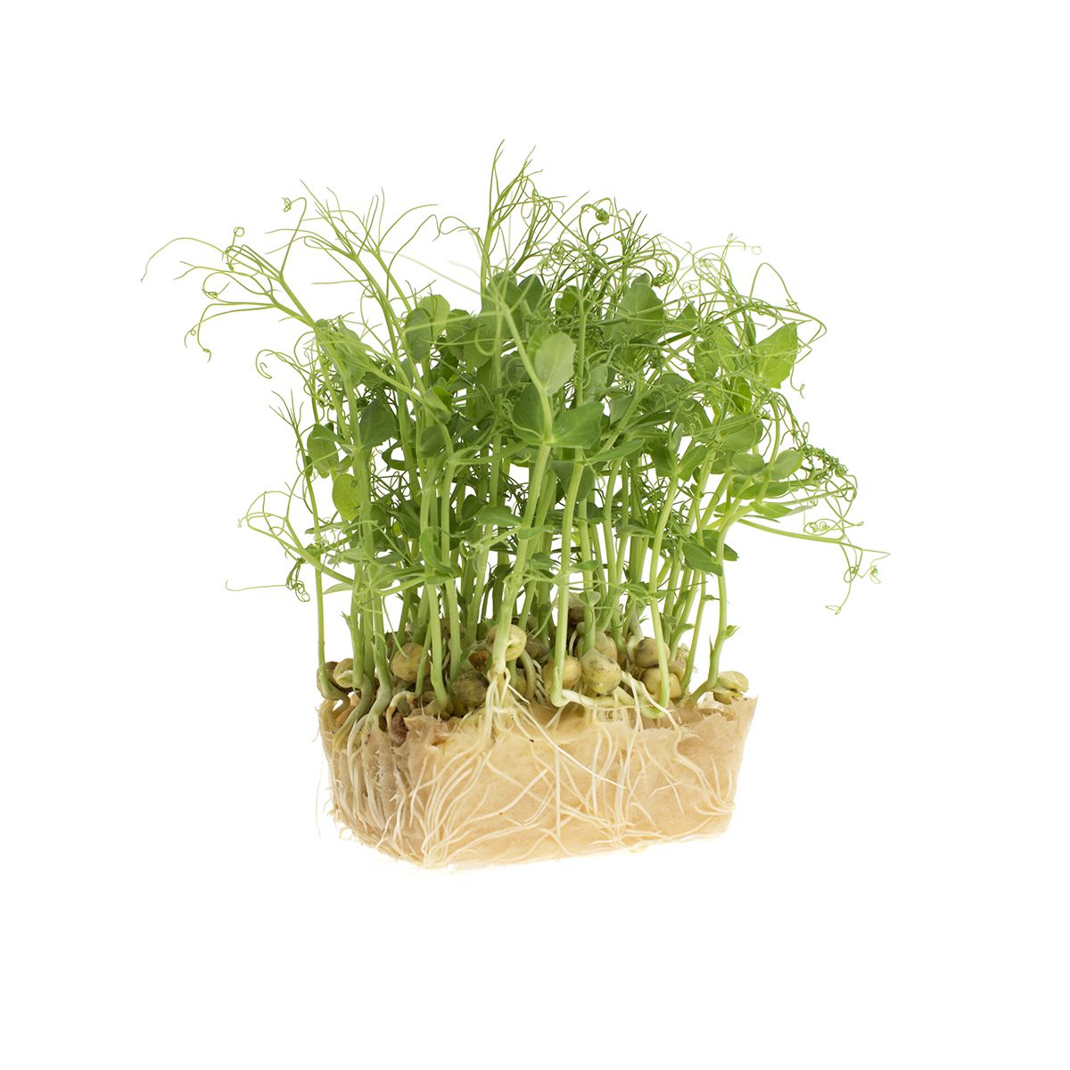 Koppert Cress Affilla Living Cress – BoxNCase
